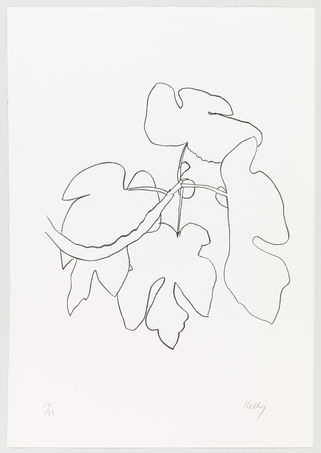 Ellsworth Kelly. Fig Branch (Figue) from Suite of Plant Lithographs ...
