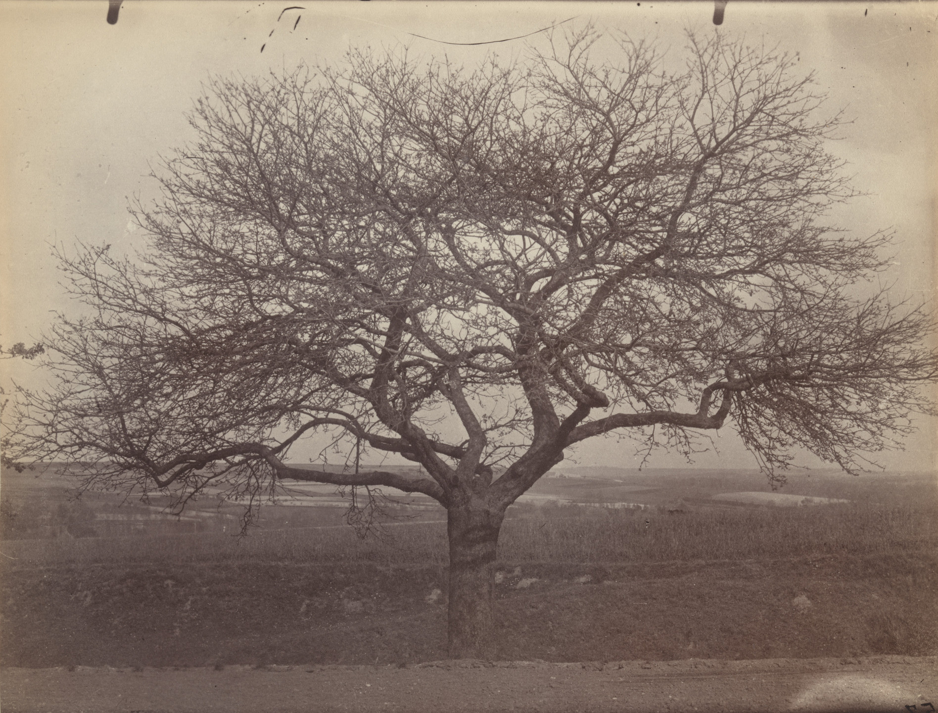 Eugène Atget. Untitled (fruit tree). Before 1900 | MoMA