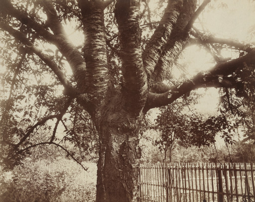 Installation view of the exhibition "Atget Trees." | MoMA