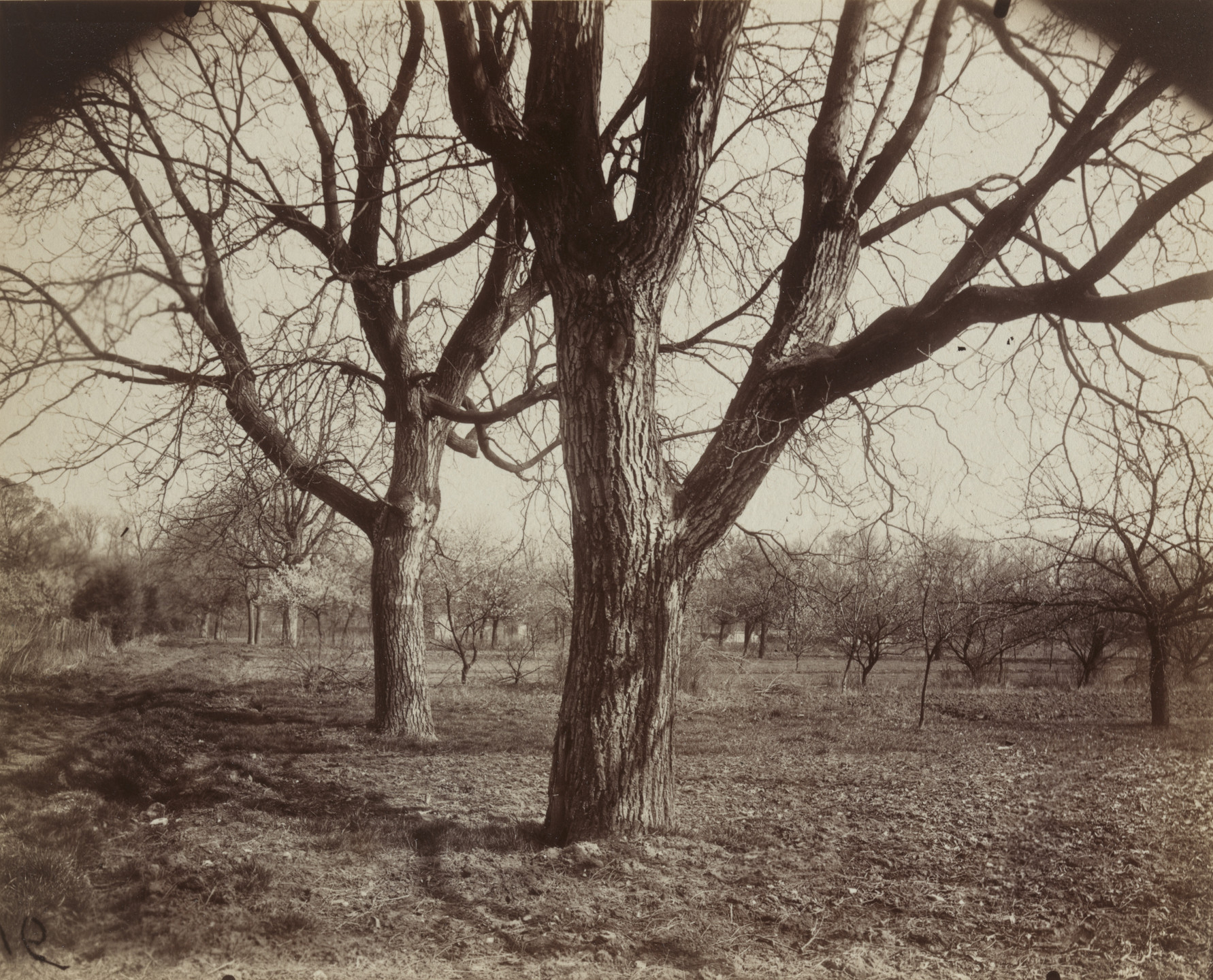 Eugène Atget. Noyer. 1919-21 | MoMA