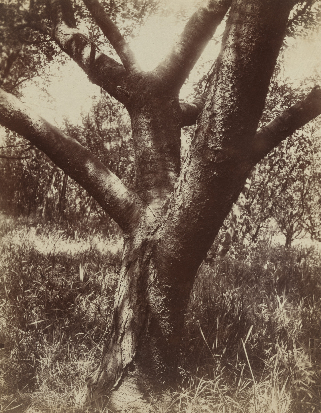 Eugène Atget. Cherry Tree. 1919-21 | MoMA