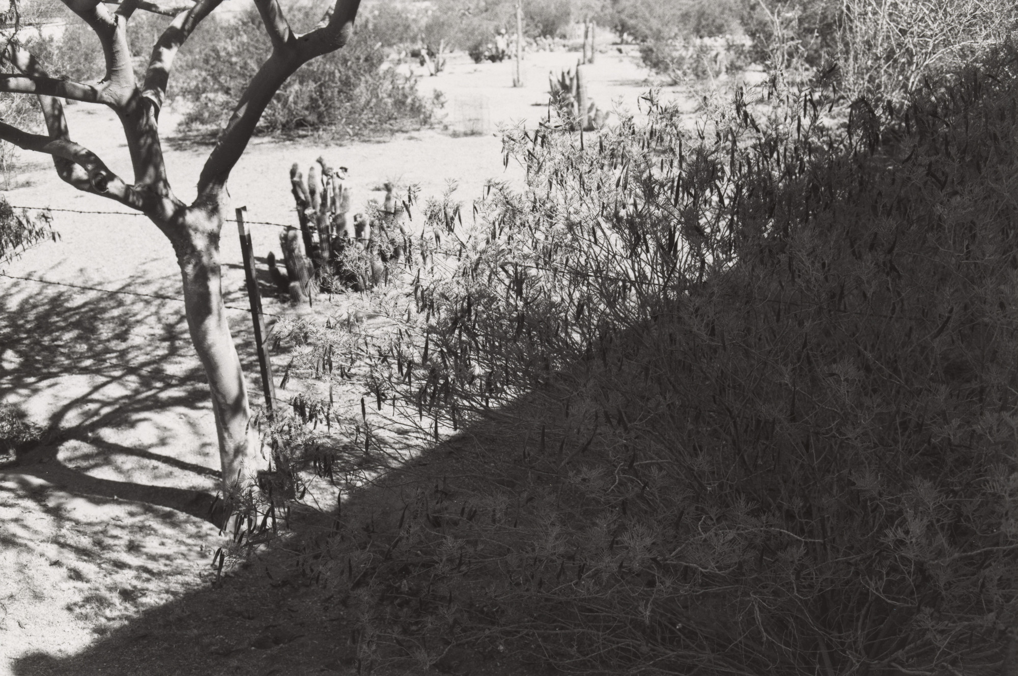 Lee Friedlander. Phoenix, Arizona. 1975 | MoMA