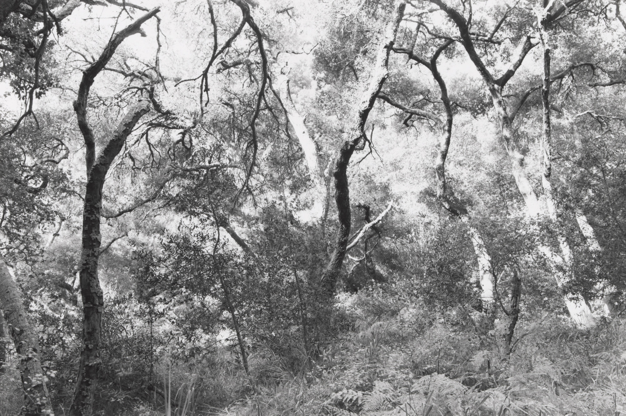 Lee Friedlander. Santa Barbara, California. 1984 | MoMA