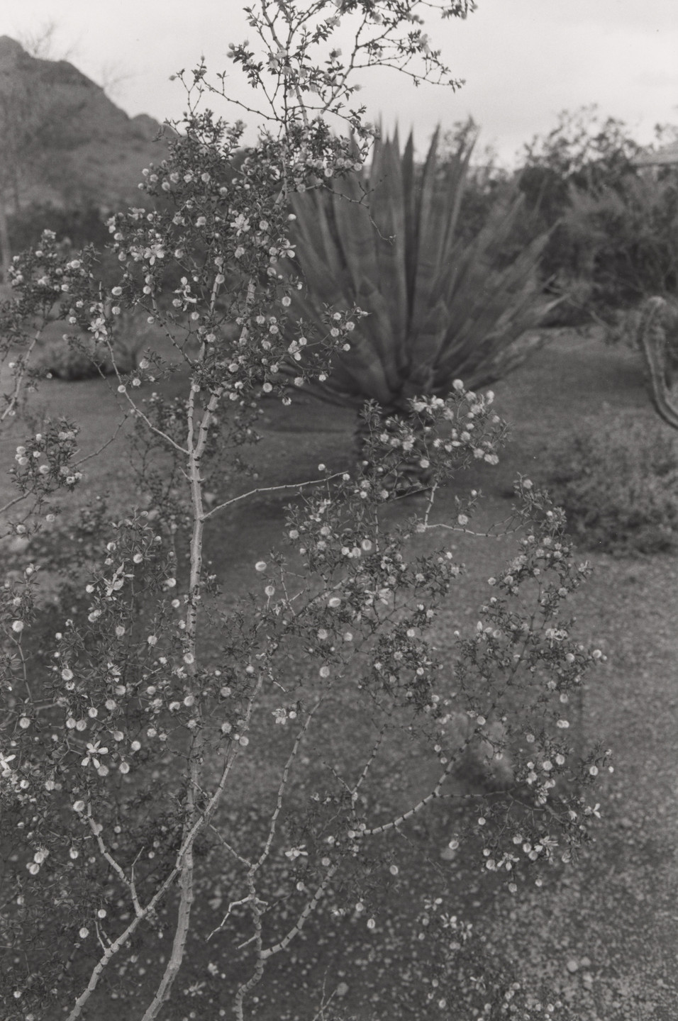 Lee Friedlander. Phoenix, Arizona. 1976 | MoMA