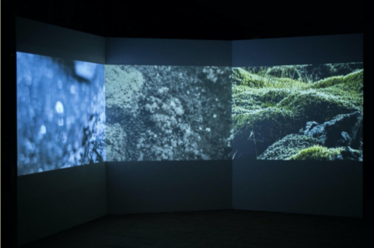 Steina. Lava and Moss. 2000 | MoMA