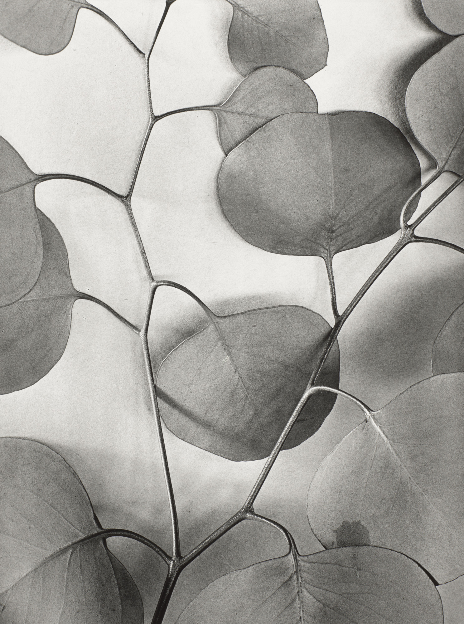 Alma Lavenson. Eucalyptus Leaves. 1933 | MoMA