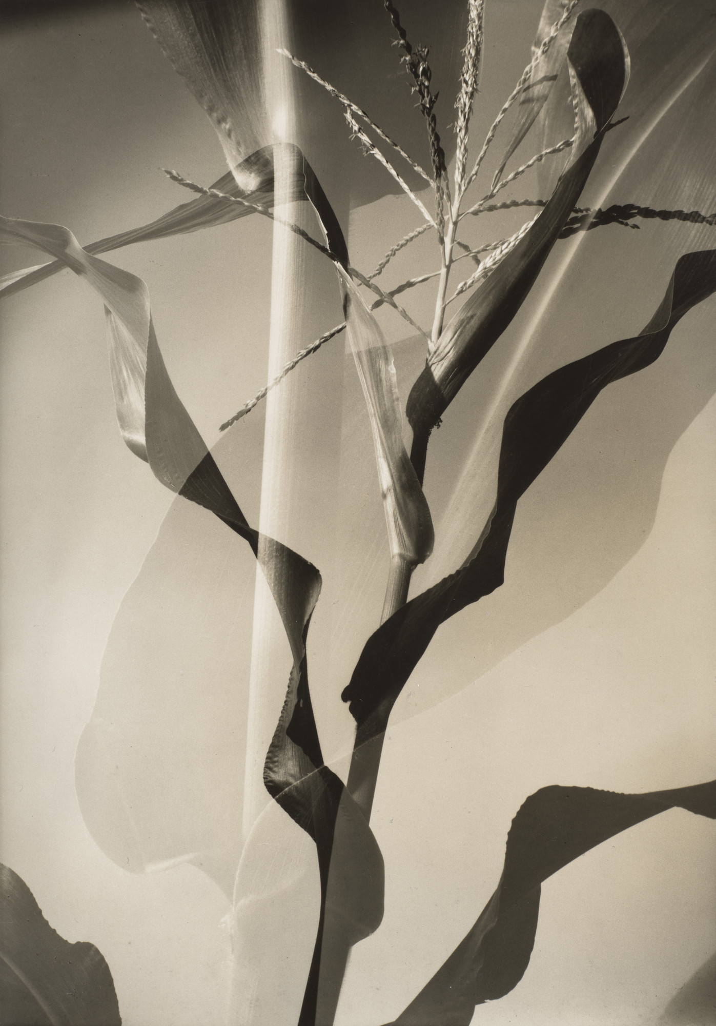 Barbara Morgan. Corn Stalks Growing. 1945 | MoMA