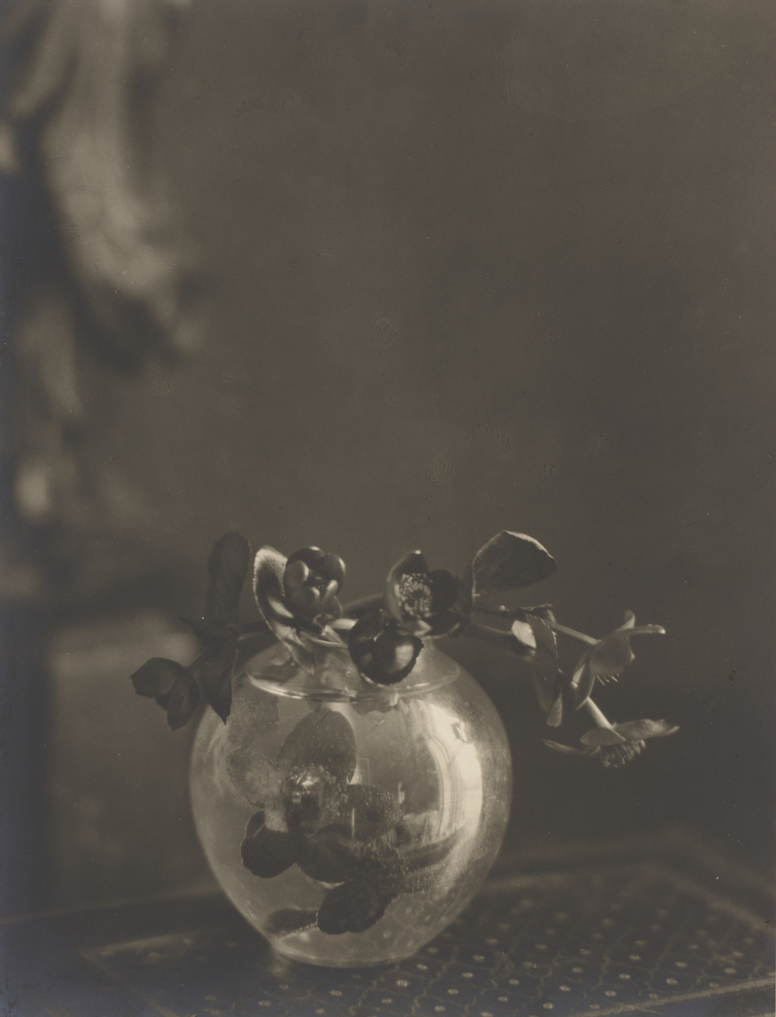 Clara E. Sipprell. Marigold in Small Bohemian Vase. 1920s | MoMA