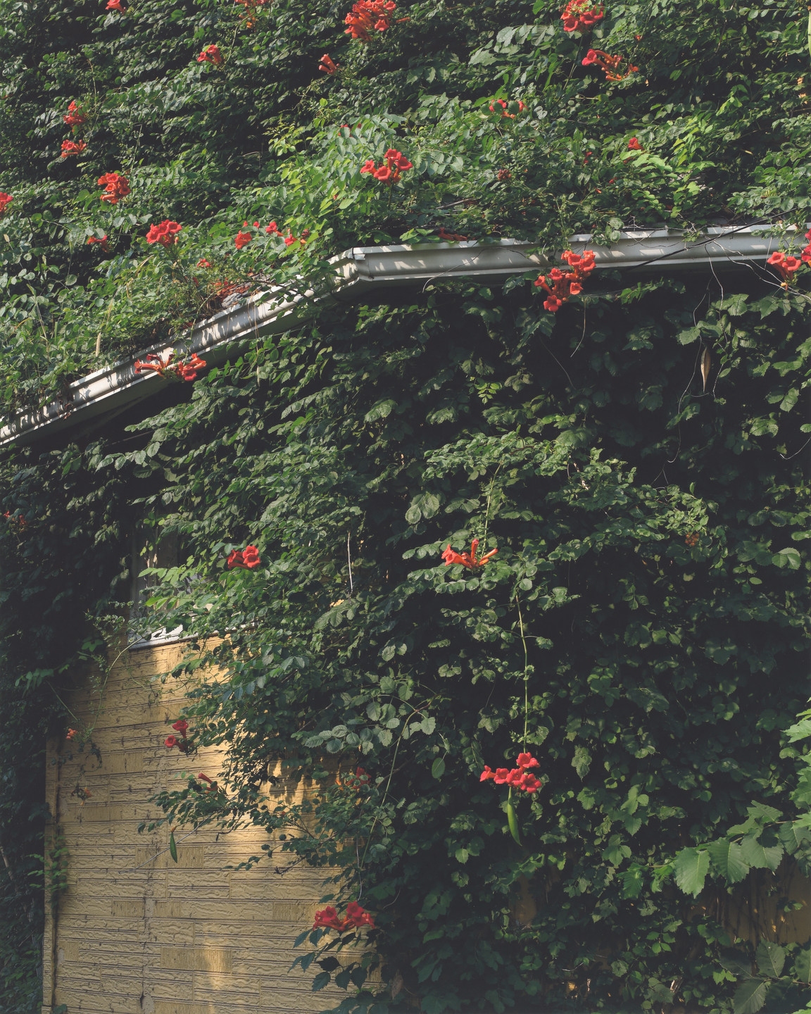 Zora J Murff. Growth (2). 2018 | MoMA