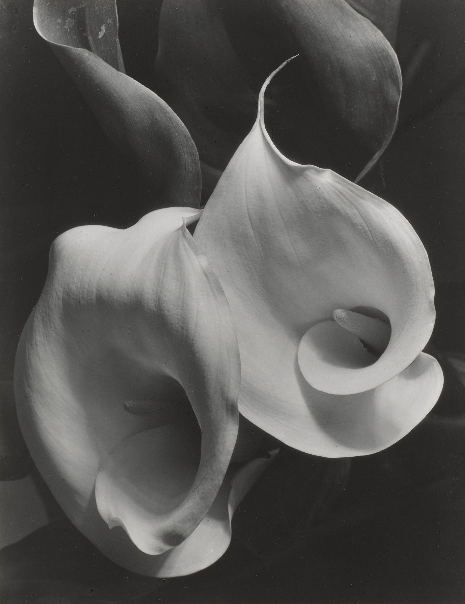Imogen Cunningham. Two Callas. 1929 | MoMA