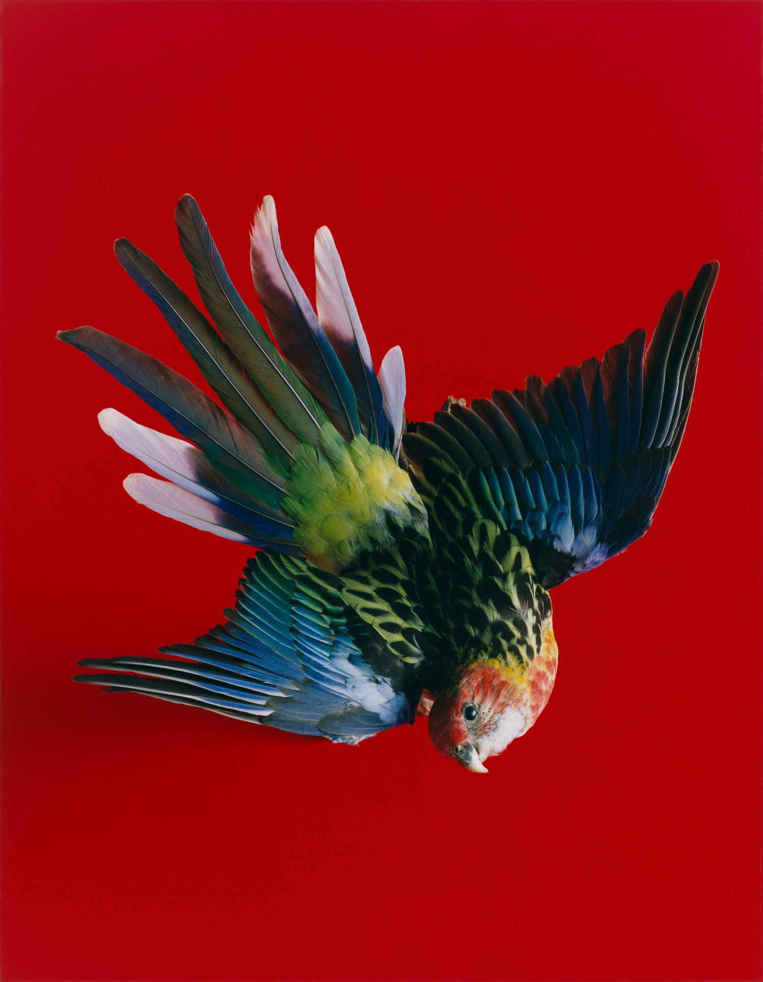 Shirana Shahbazi. [Bird-08-2009]. 2009 | MoMA