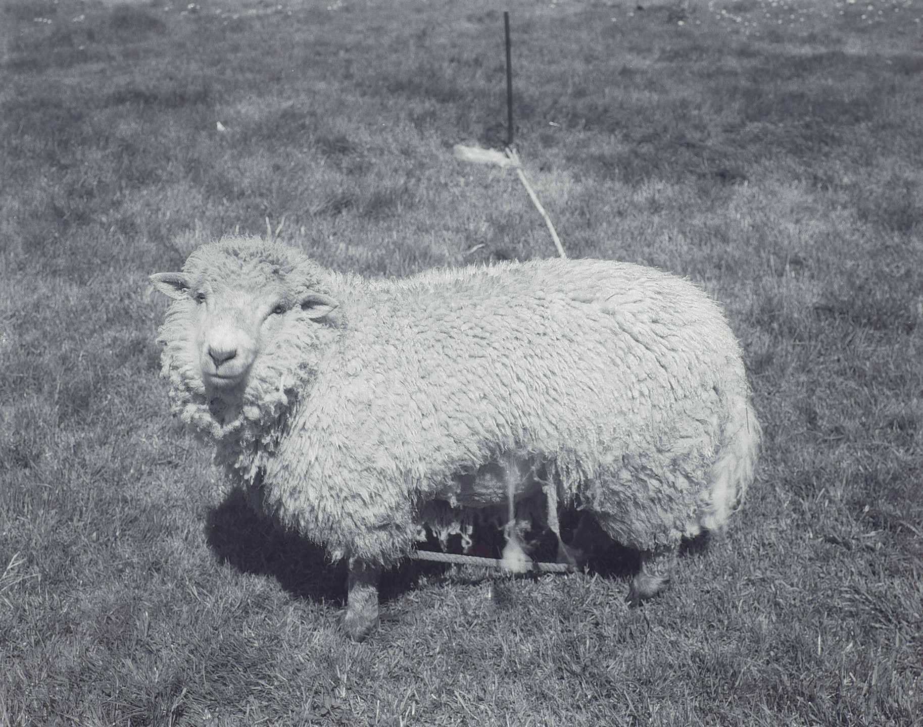 Richard Benson. Tethered Sheep. 1995 | MoMA