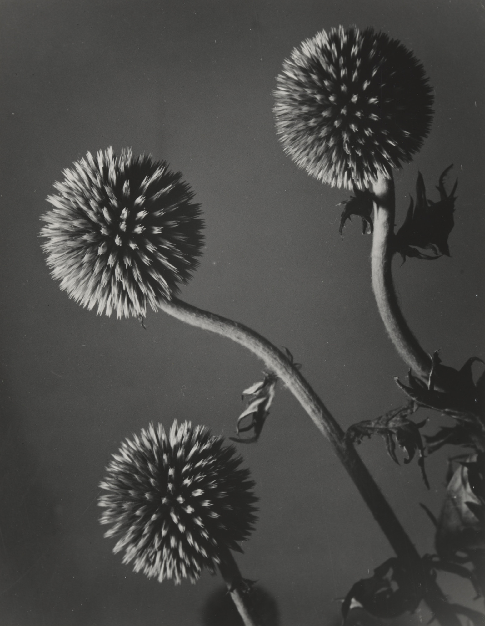 Man Ray (Emmanuel Radnitzky). Untitled. 1931 | MoMA