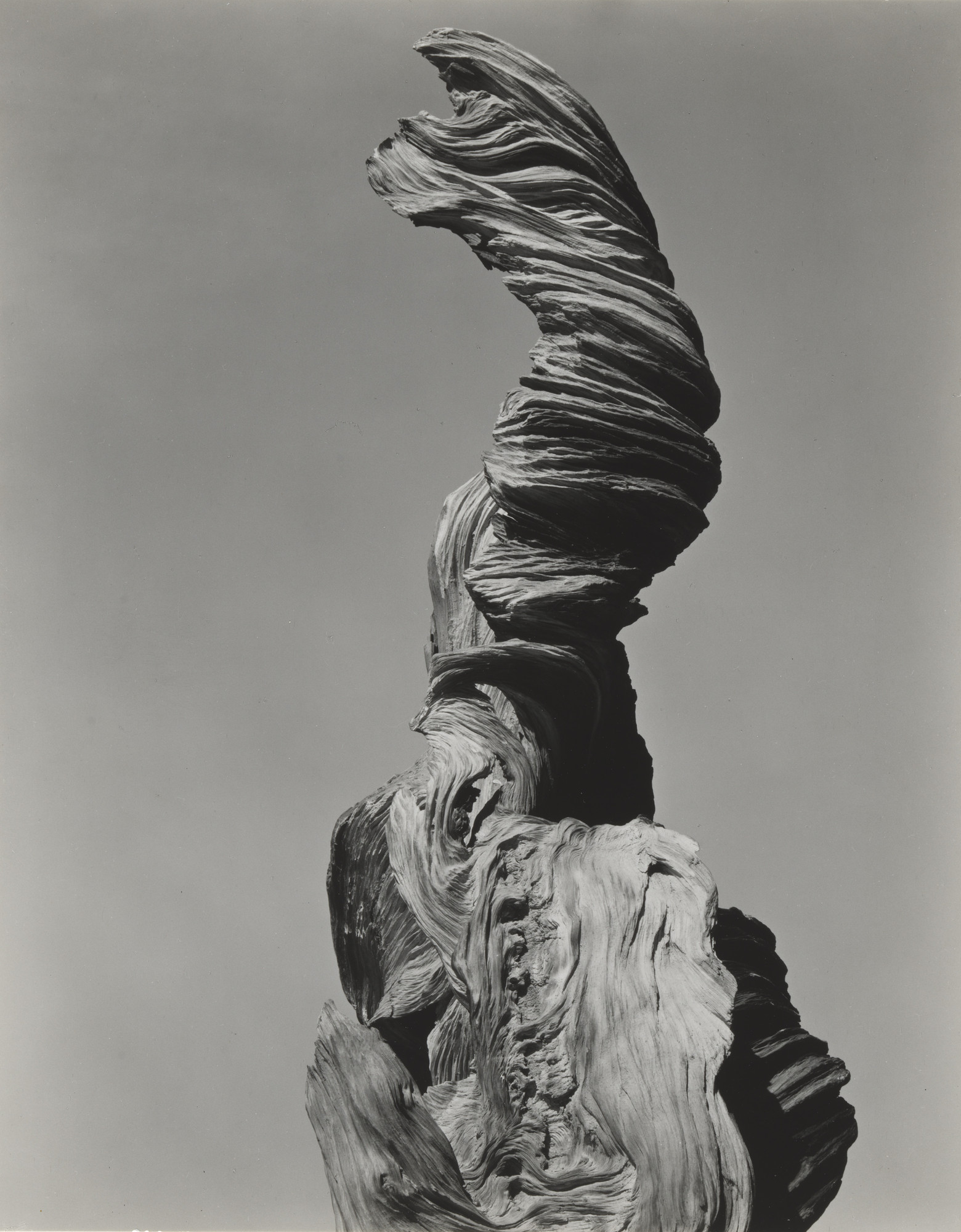 Edward Weston. Stump against Sky. 1936 | MoMA