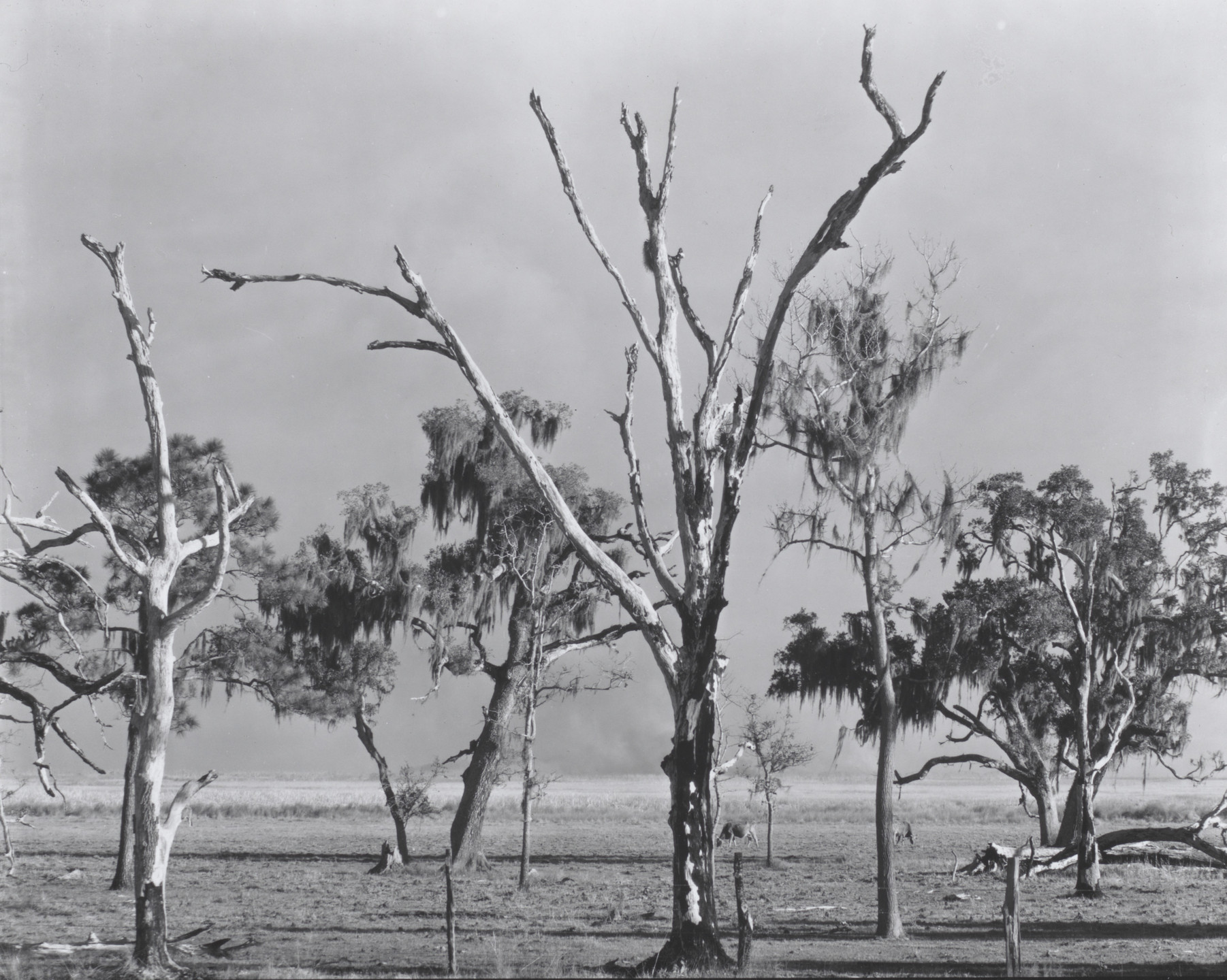 Walker Evans. Landscape, Gulf Coast, Louisiana. 1935 | MoMA