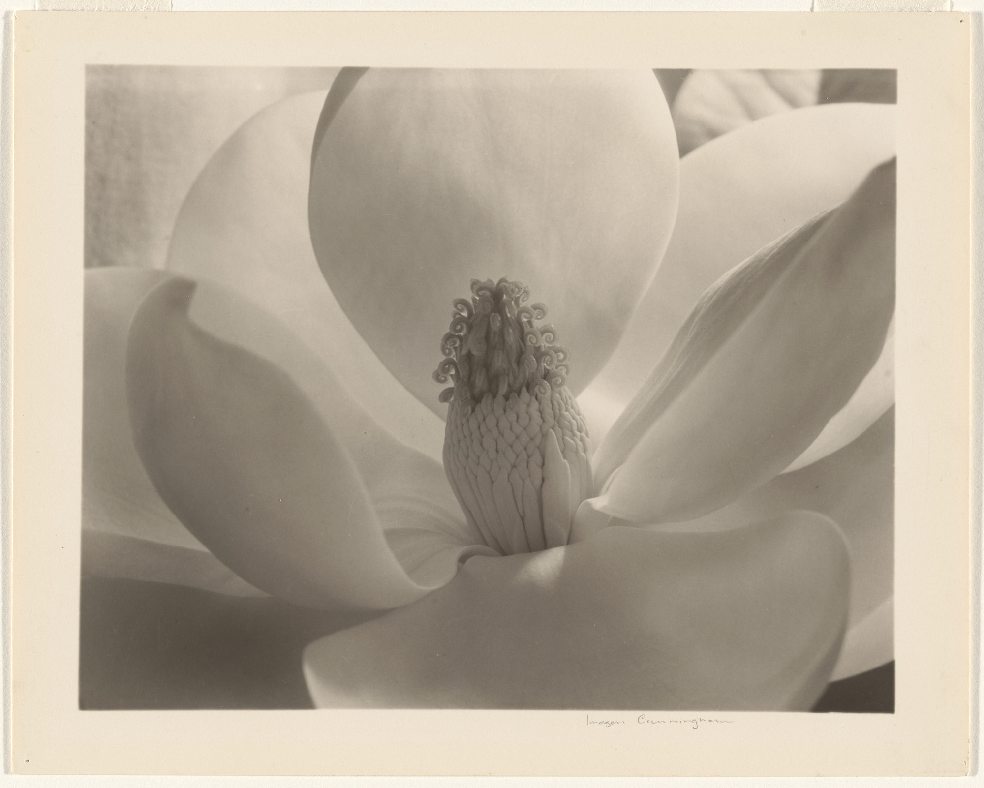 Imogen Cunningham. Magnolia Blossom. c. 1925 | MoMA