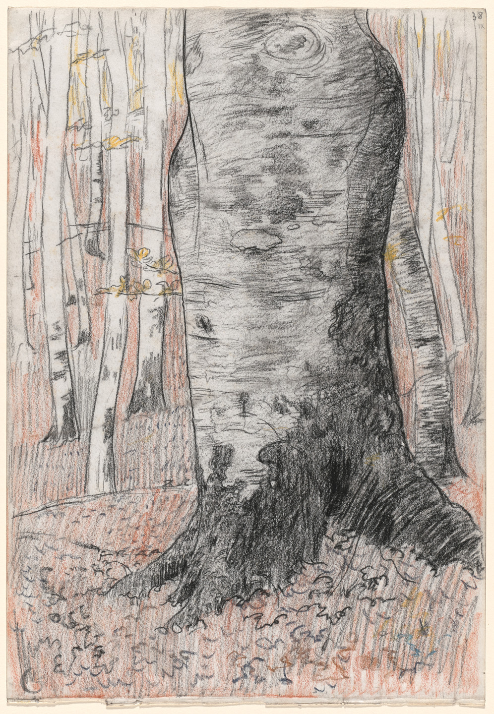 Tree Trunk Pencil Drawing
