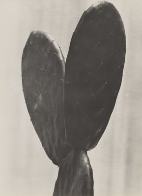Tina Modotti | MoMA