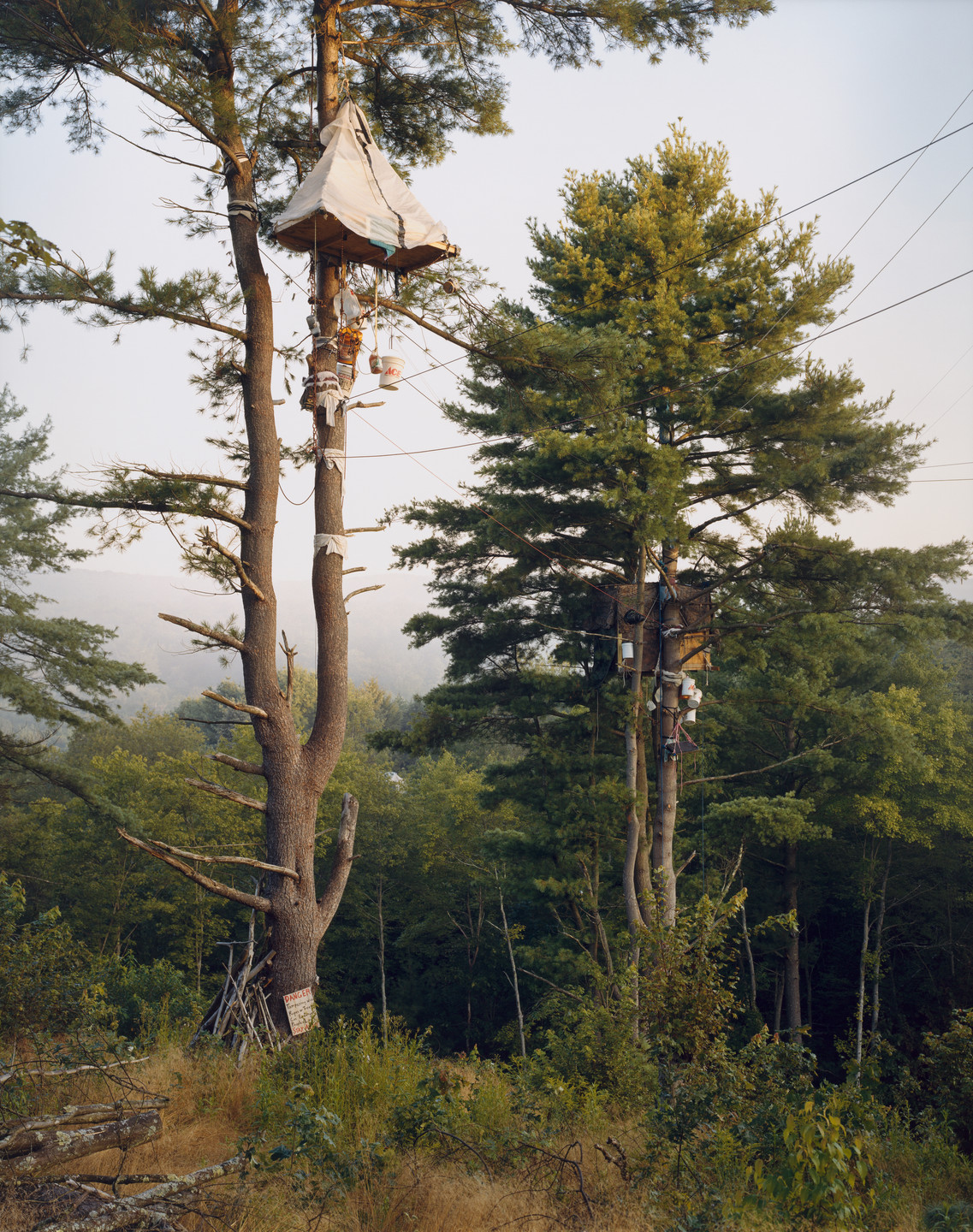 Mitch Epstein. Tree-Sits, Camp White Pine, Huntingdon County ...