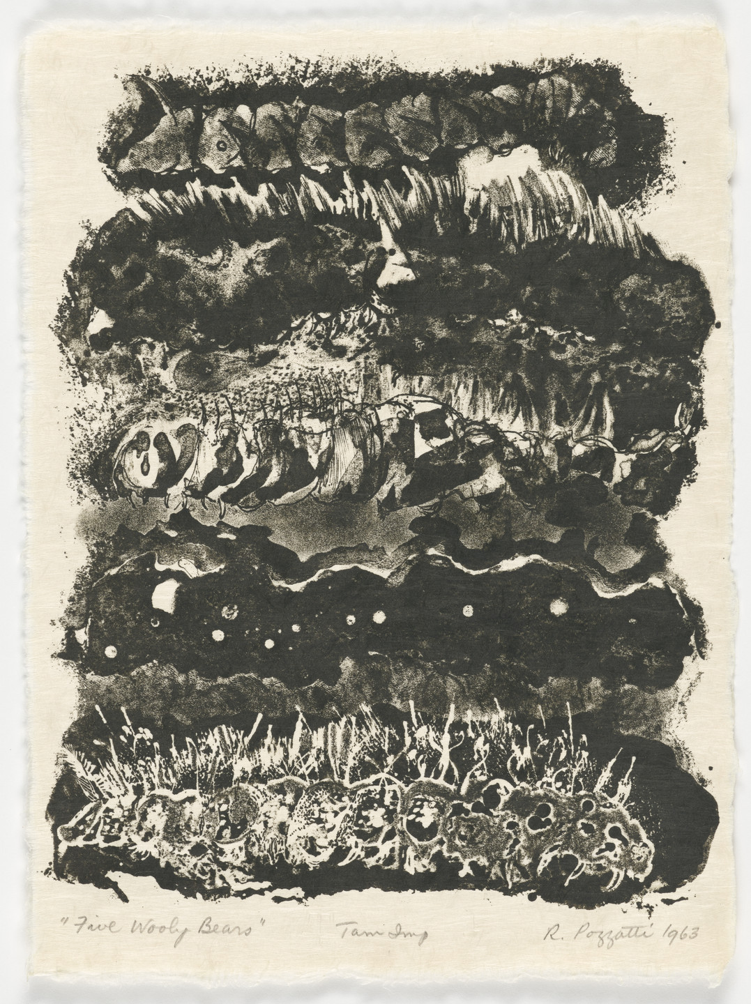 Rudy Pozzatti. Five Wooly Bears from the portfolio Bugs. 1963 | MoMA