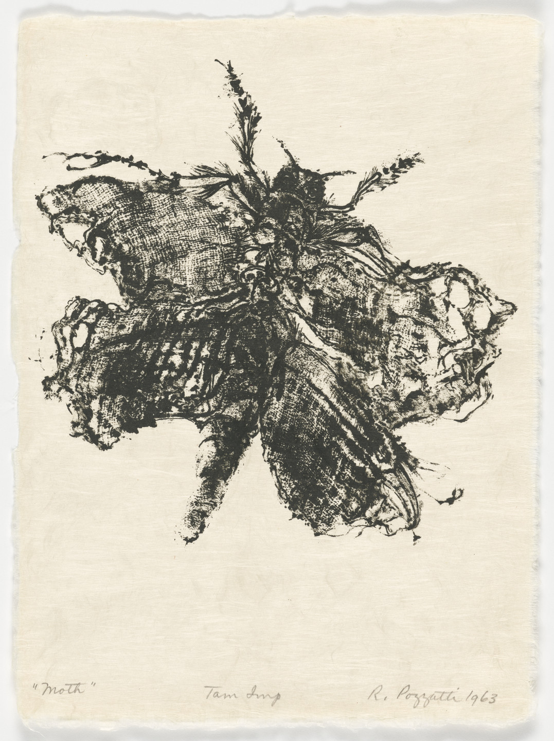 Rudy Pozzatti. Moth from the portfolio Bugs. 1963 | MoMA
