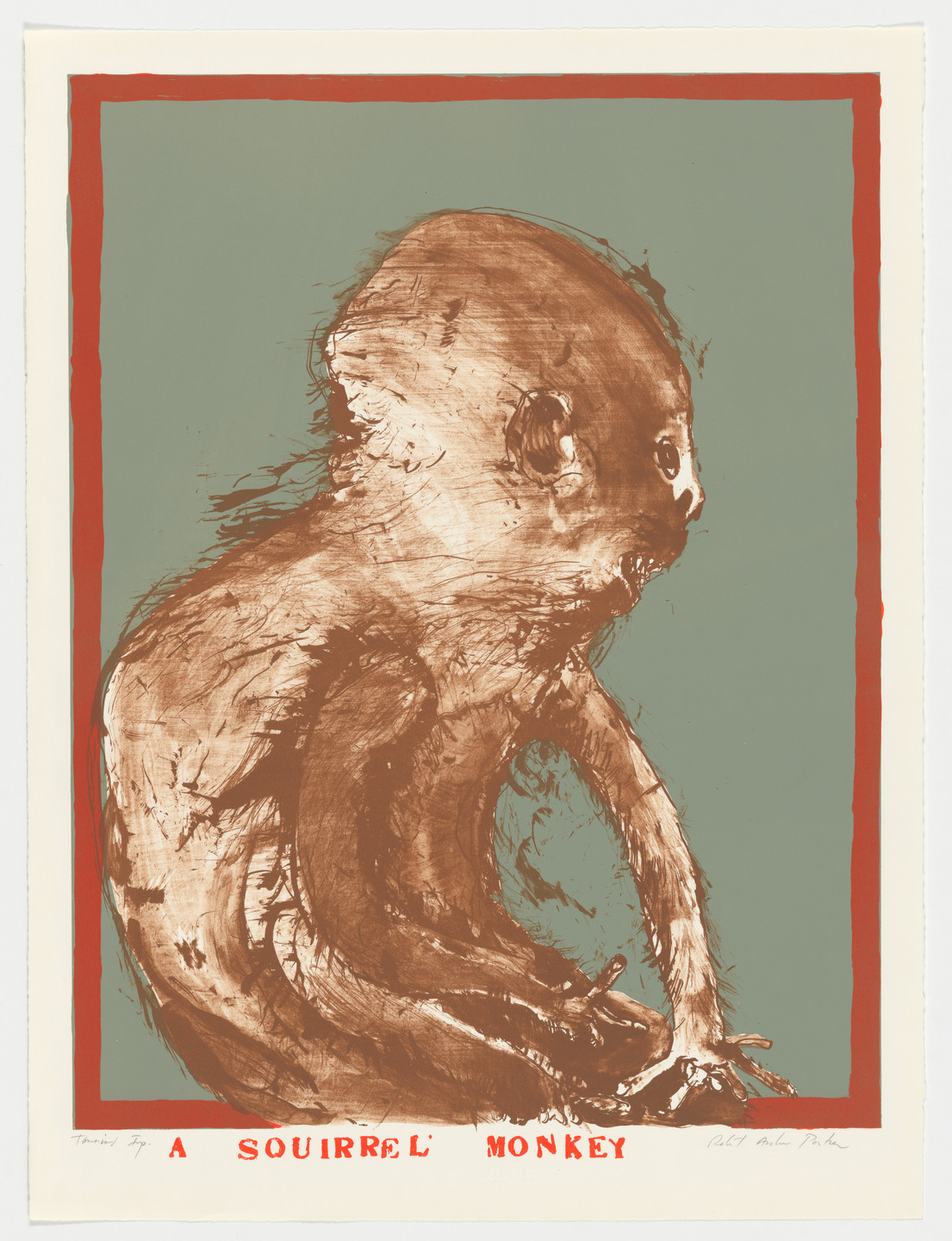Robert Andrew Parker. A Squirrel Monkey. 1967 | MoMA
