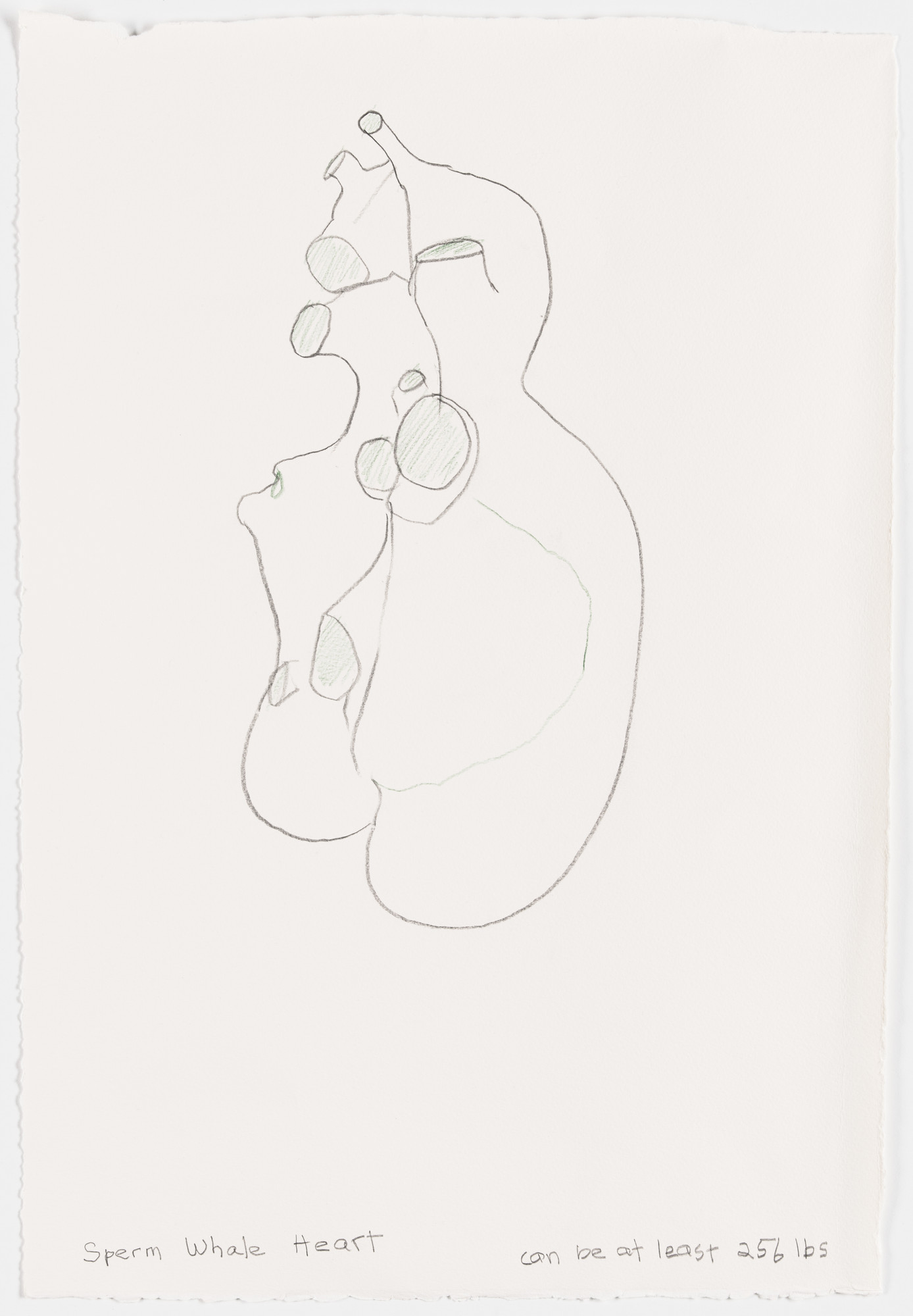Joan Jonas. Whale heart drawing. 2024 | MoMA