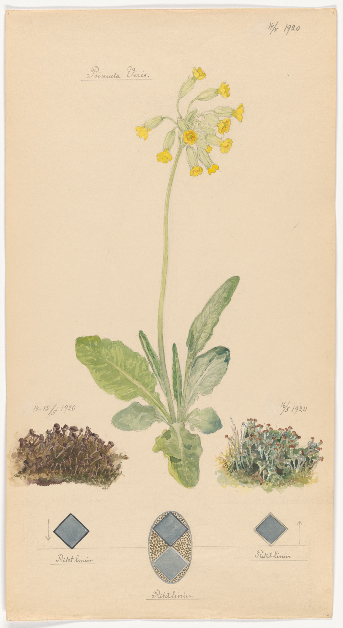 Hilma af Klint. Primula veris (Cowslip Primrose), Cladonia spp. (Pixie ...