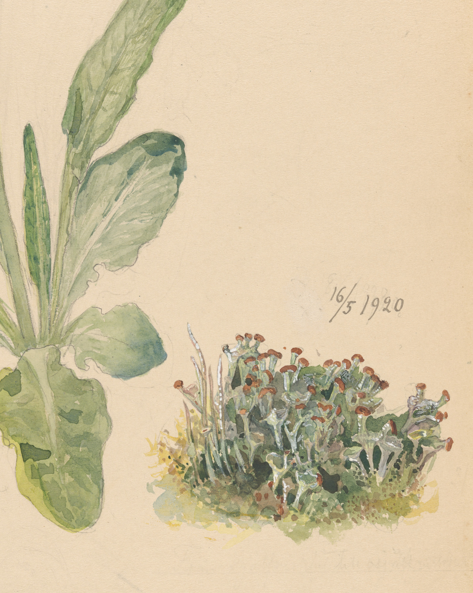 Hilma af Klint. Primula veris (Cowslip Primrose), Cladonia spp. (Pixie ...
