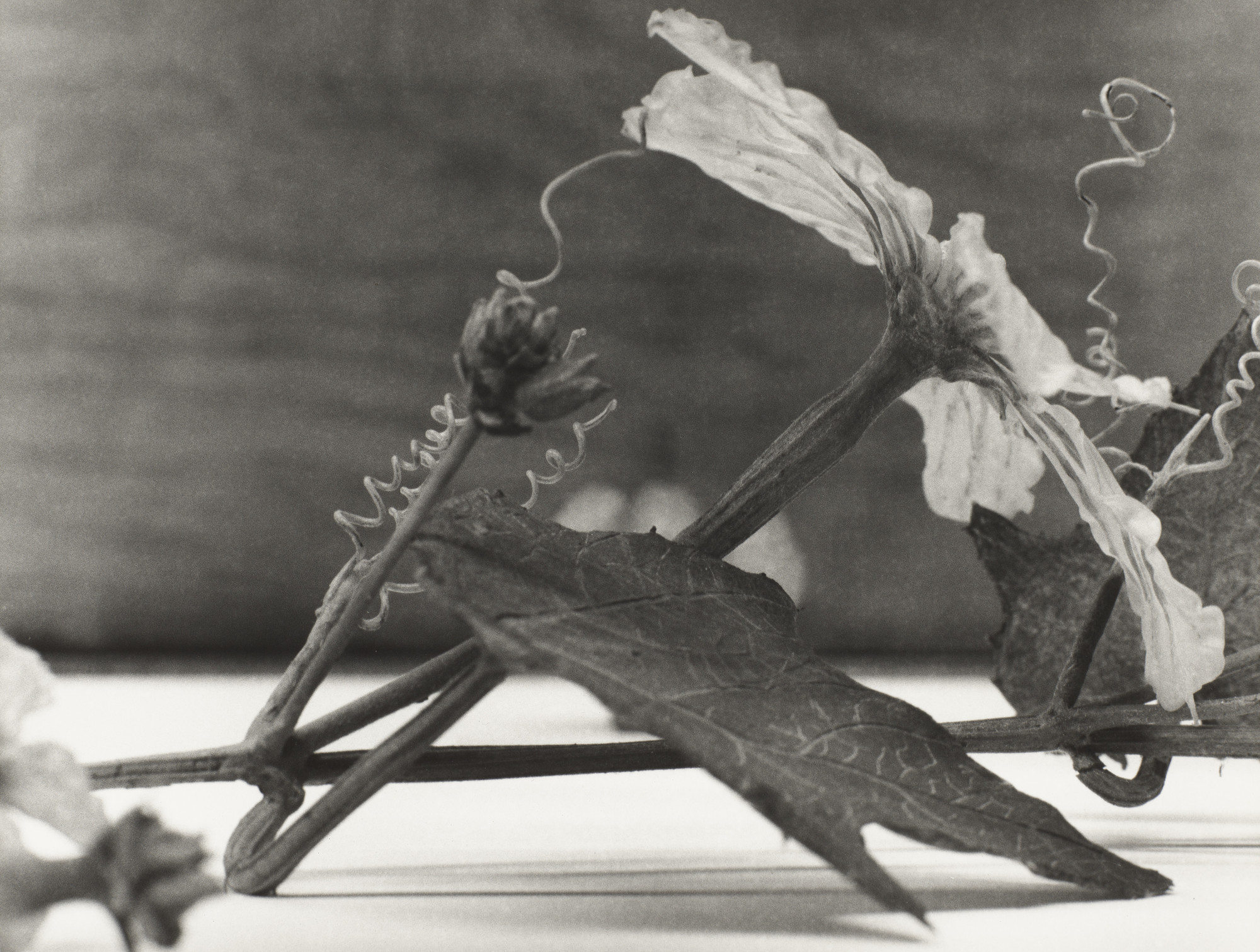 Christopher Williams | MoMA