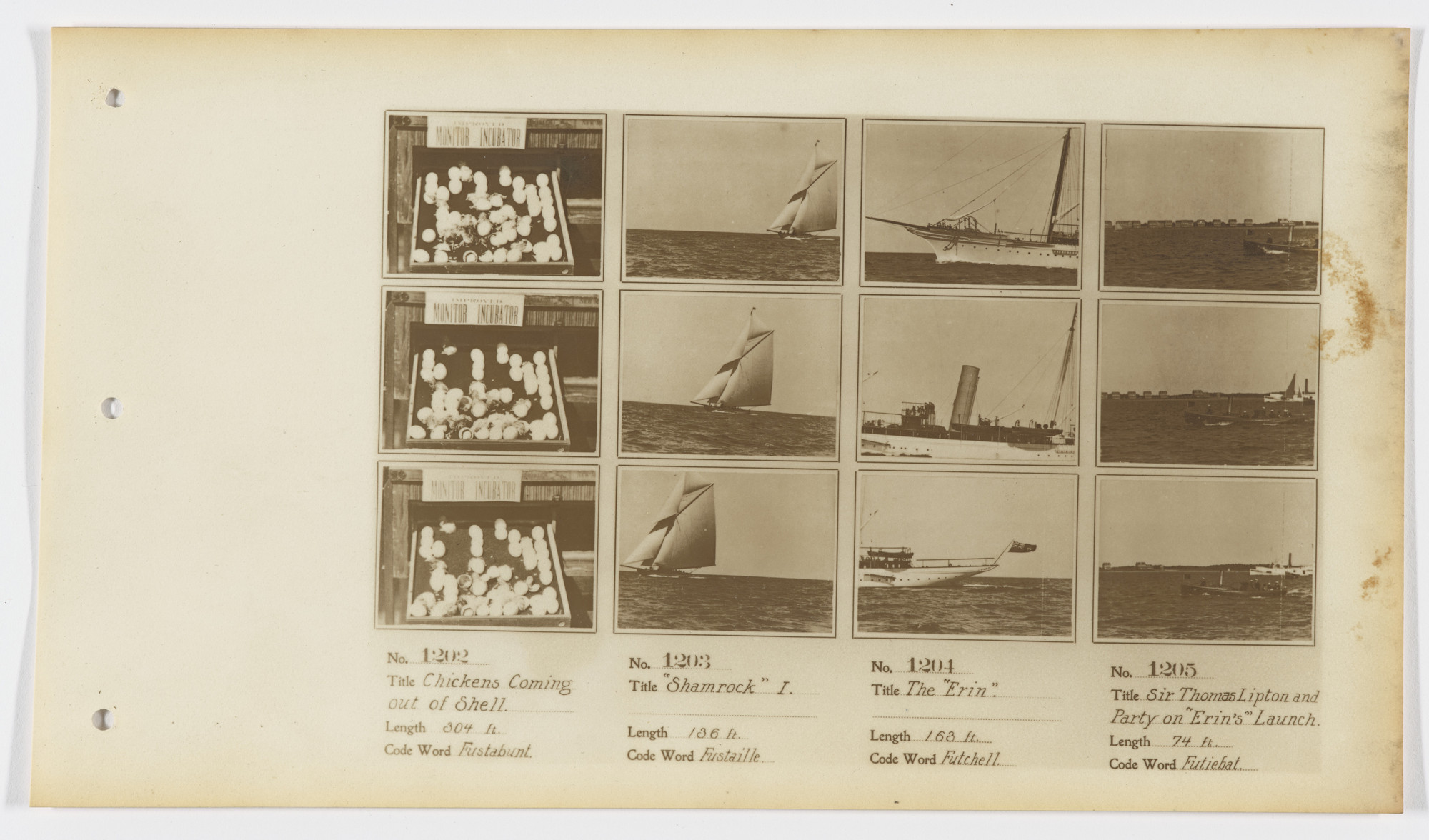 American Mutoscope and Biograph Company. 1202. Chickens Coming out of ...