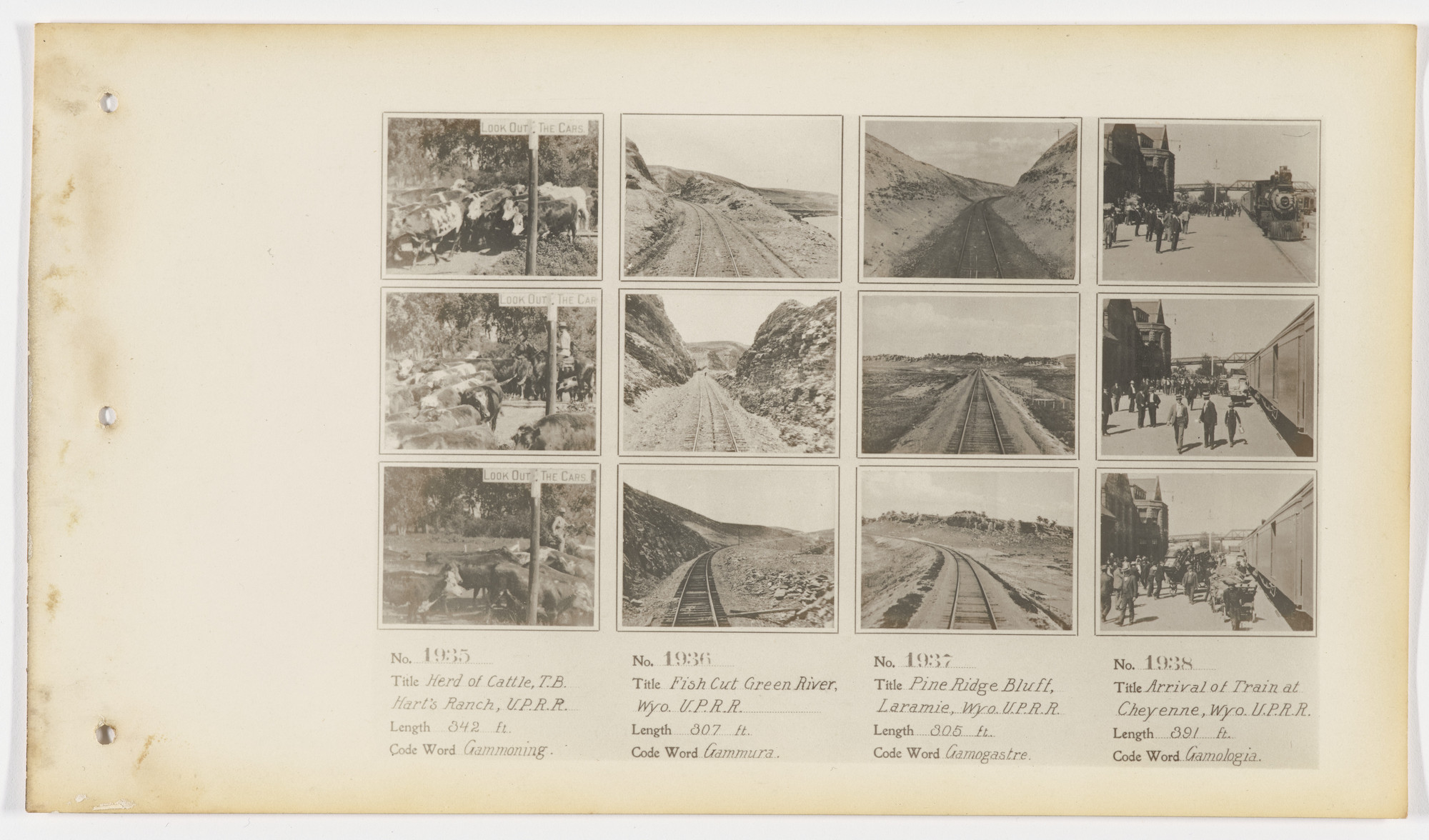 American Mutoscope and Biograph Company. 1935. Herd of Cattle, T. B ...