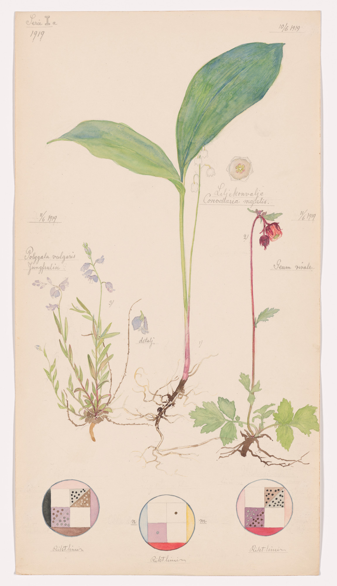 Hilma af Klint. Convallaria majalis (Lily of the Valley), Geum rivale ...