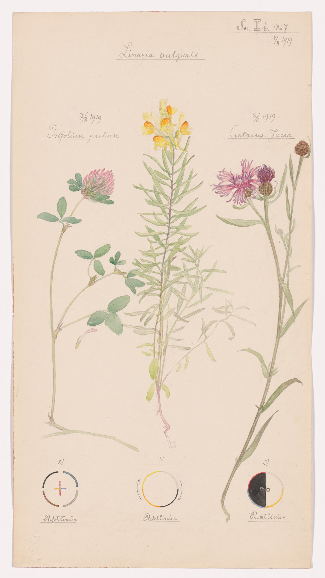 Hilma af Klint. Linaria vulgaris (Yellow Toadflax), Trifolium pratense ...