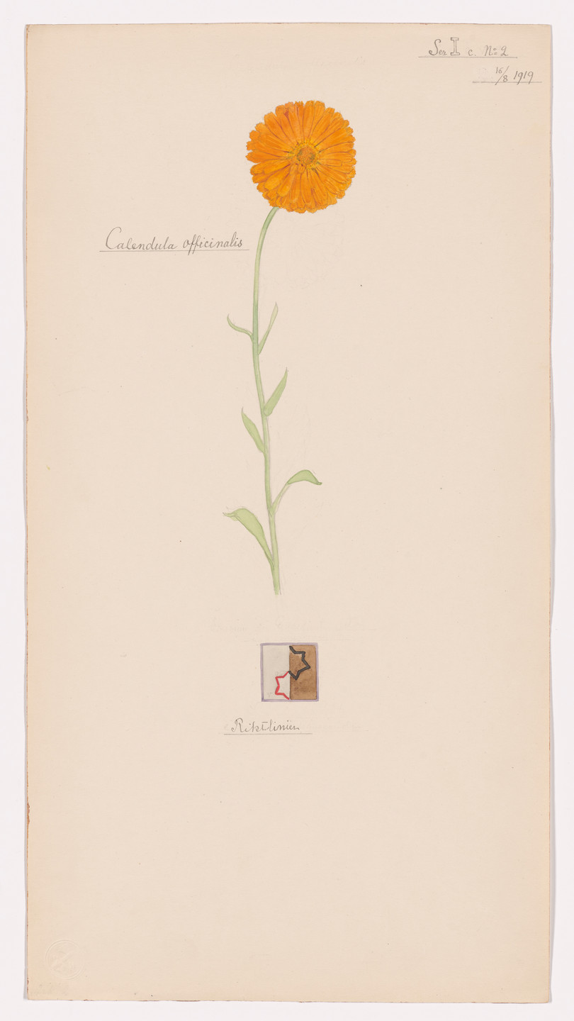 Hilma af Klint. Calendula officinalis (Pot Marigold). Sheet 26 from the ...