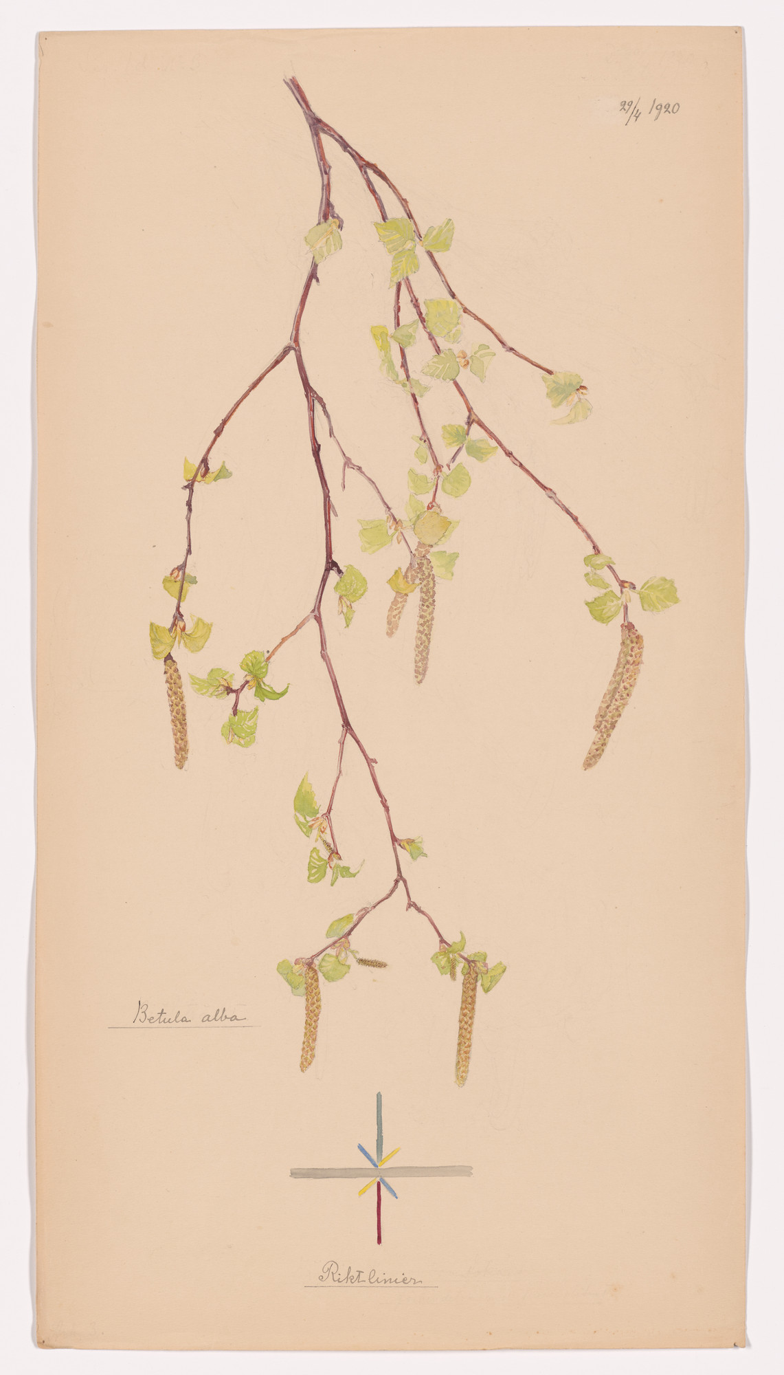 Hilma af Klint. Betula pendula (European White Birch). Sheet 32 from ...