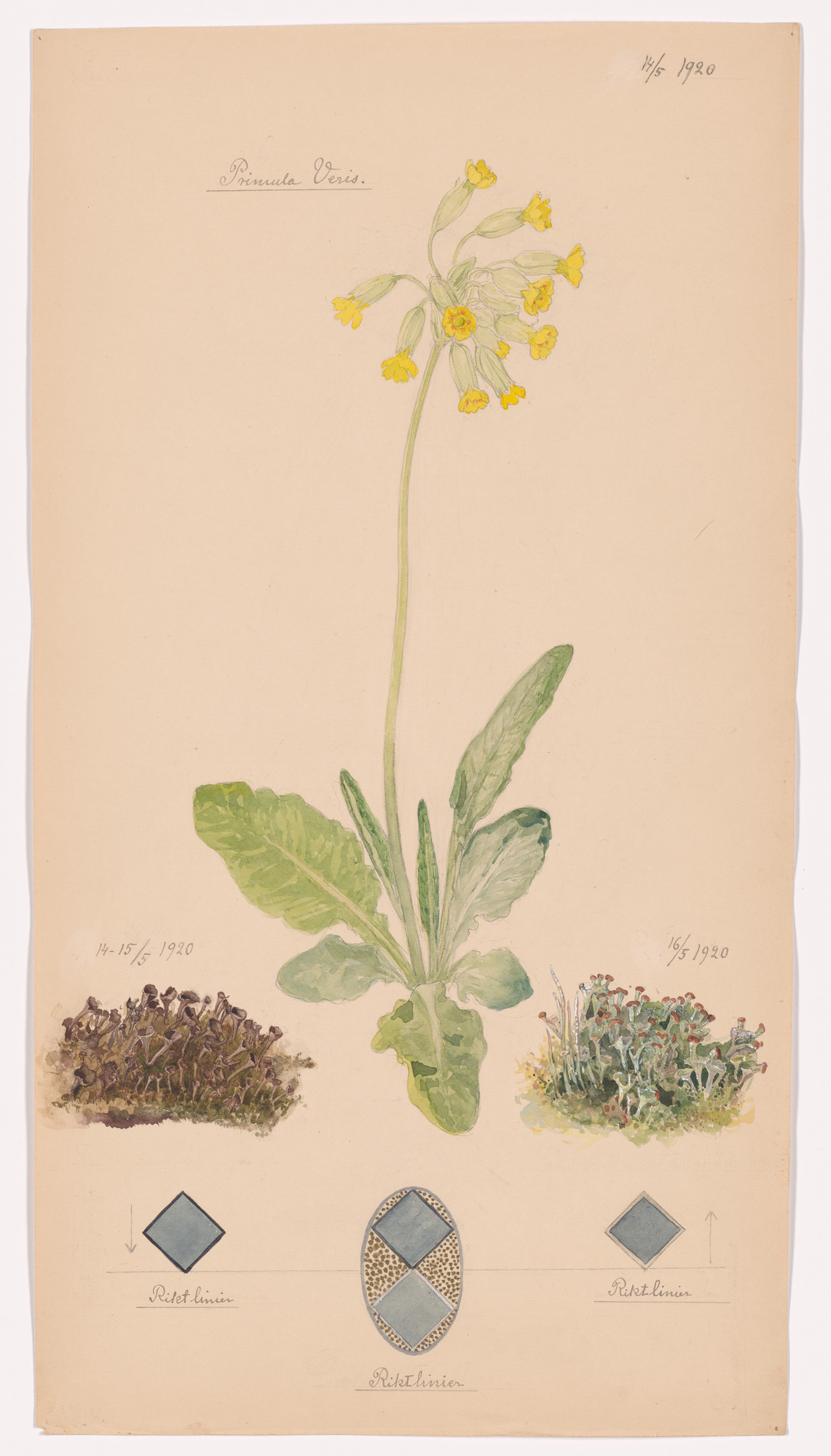 Hilma af Klint. Primula veris (Cowslip Primrose), Cladonia spp. (Pixie ...