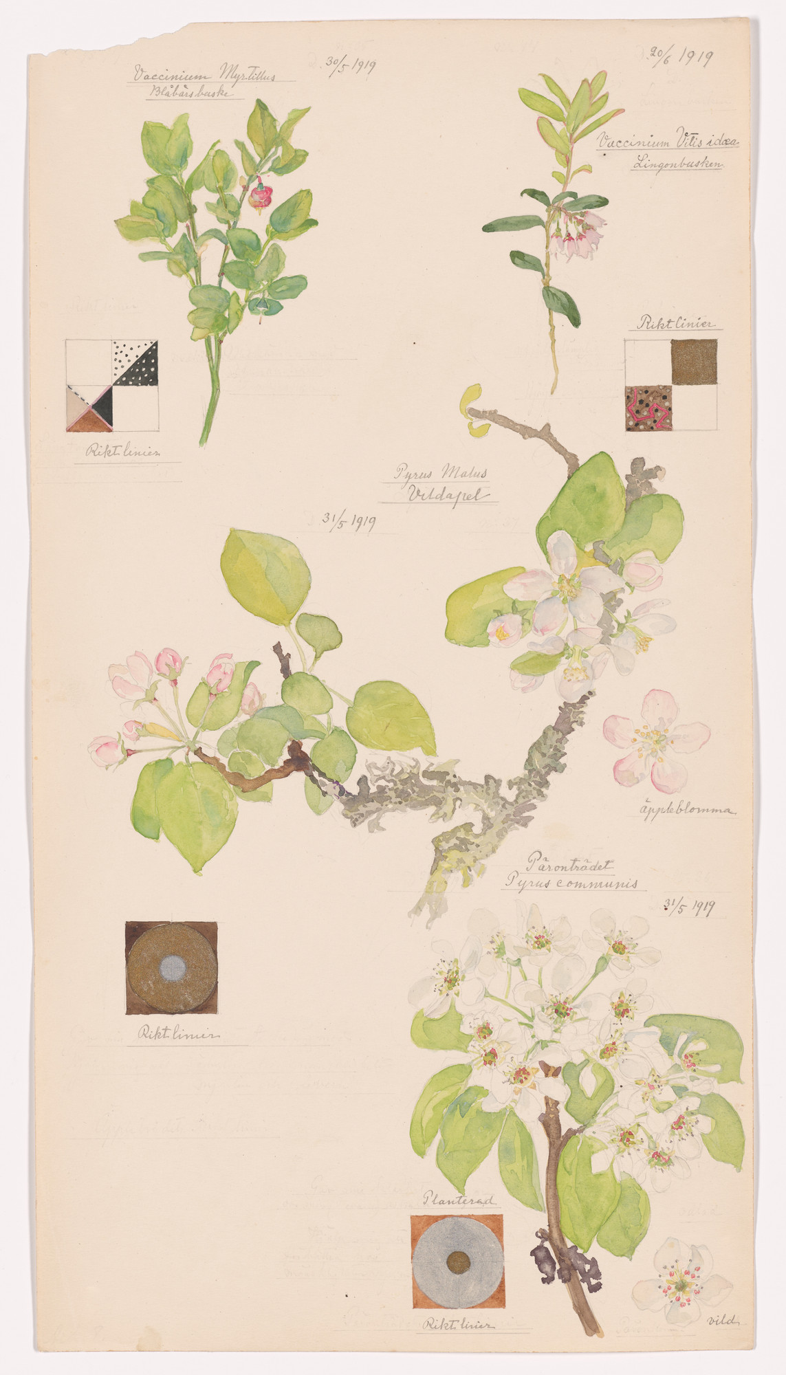Hilma af Klint. Vaccinium myrtillus (Bilberry), Malus domestica (Apple ...