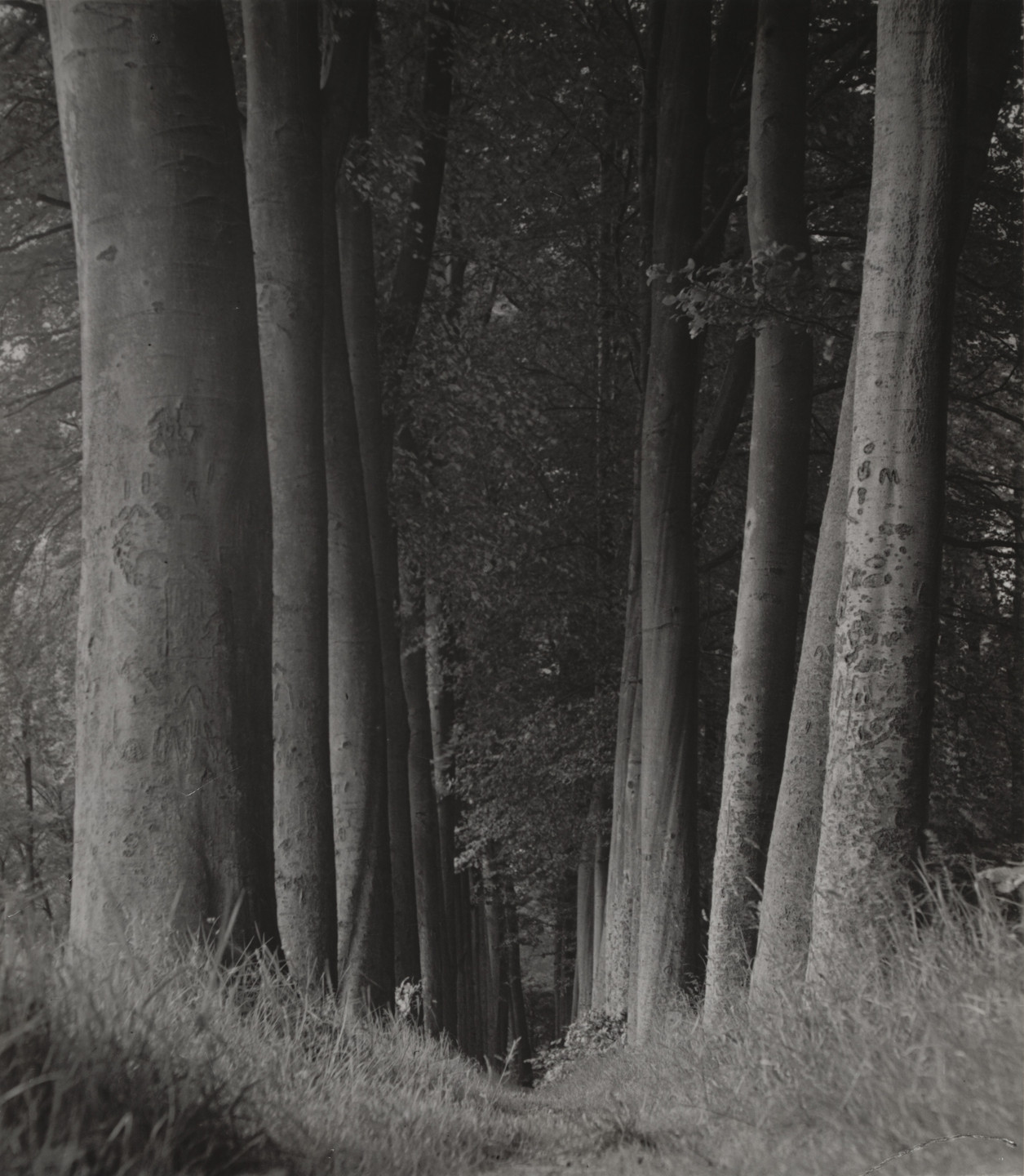 Man Ray (Emmanuel Radnitzky). Untitled. 1931 | MoMA