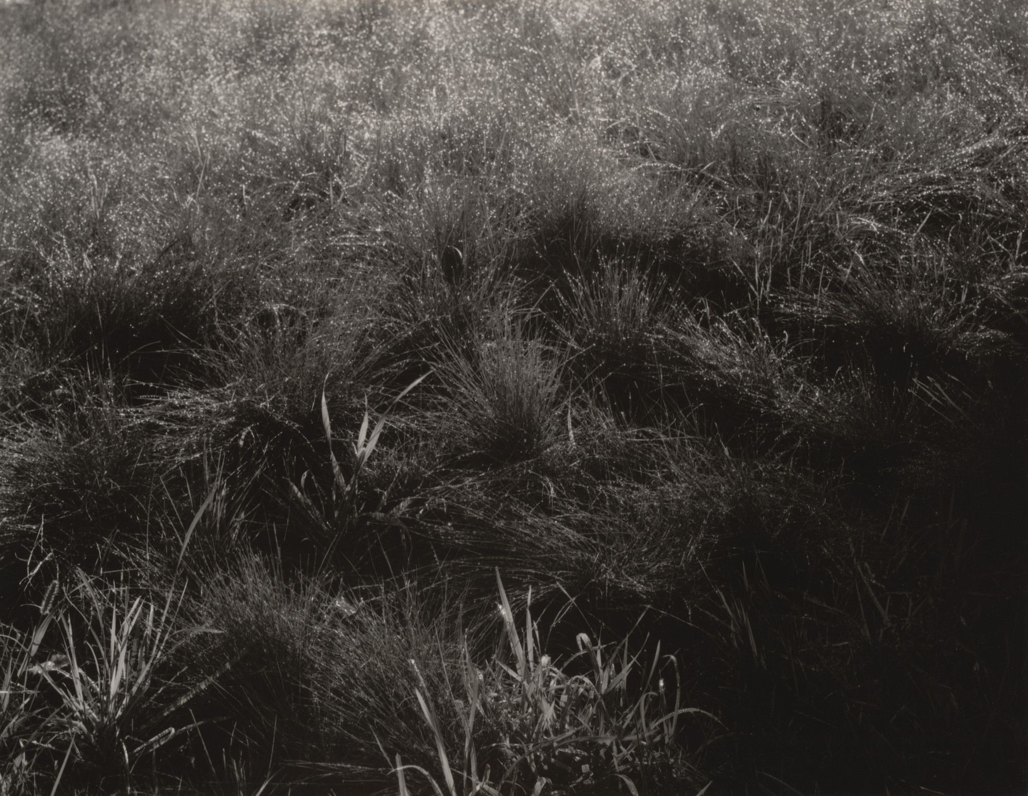 Alfred Stieglitz. Lake George. 1933 | MoMA