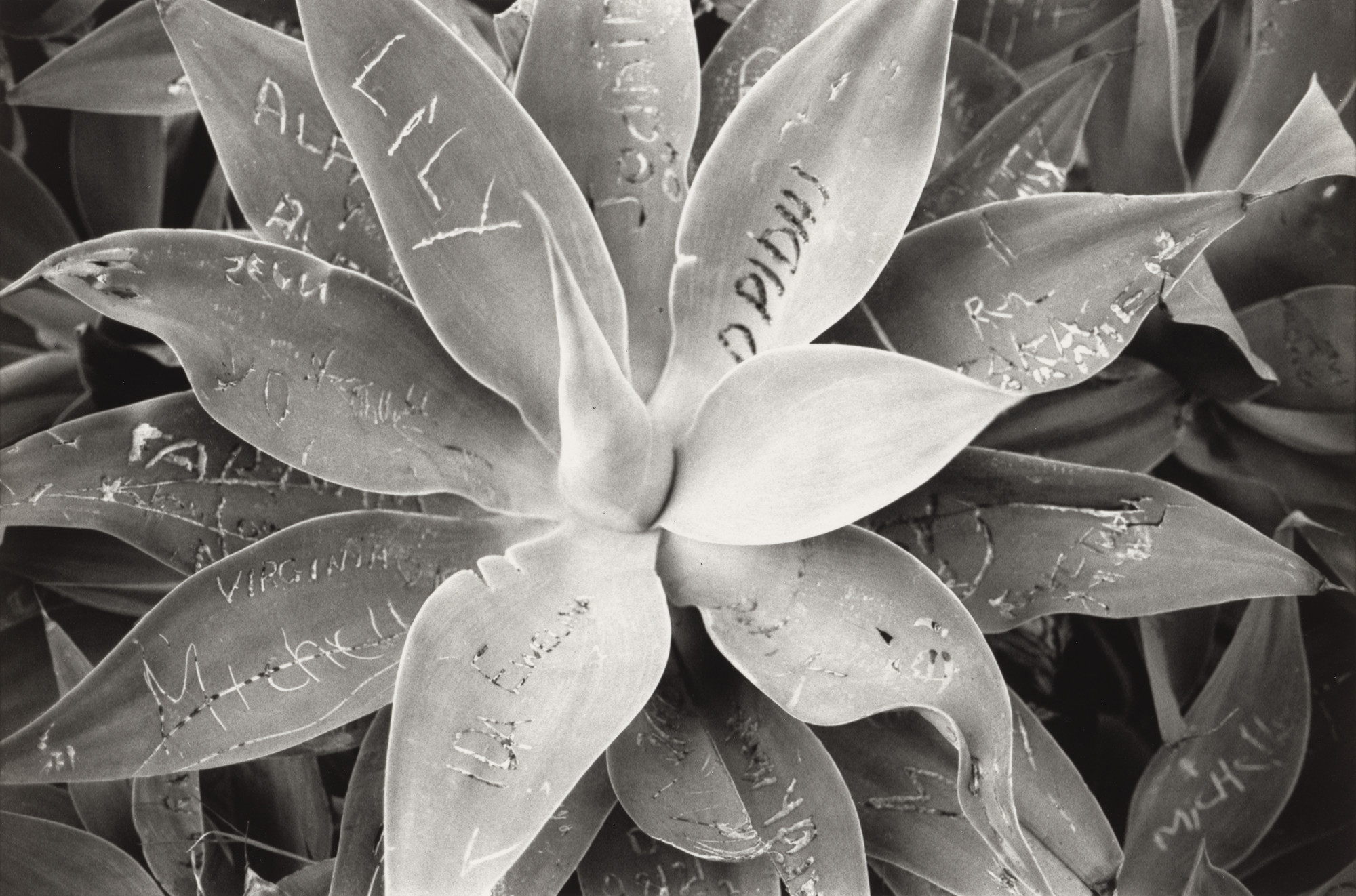 Ed Templeton, Deanna Templeton. Untitled (Lily Graffiti). 2004 | MoMA