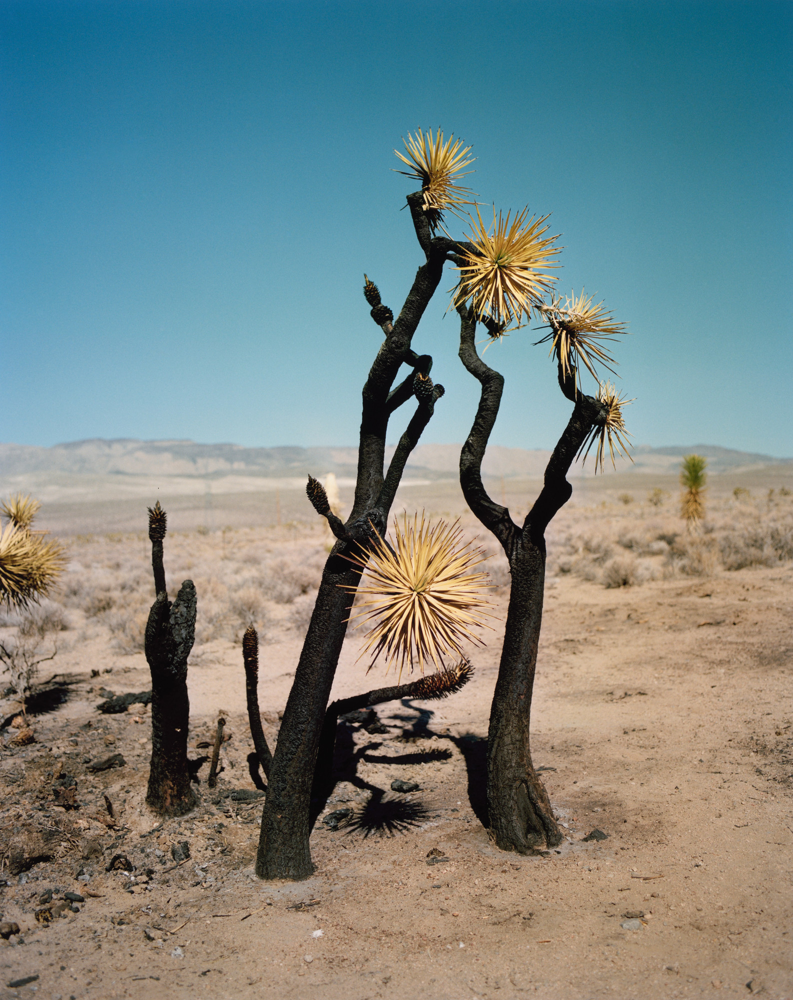 Gregory Halpern. Untitled 1 from ZZYZX. 2016 | MoMA