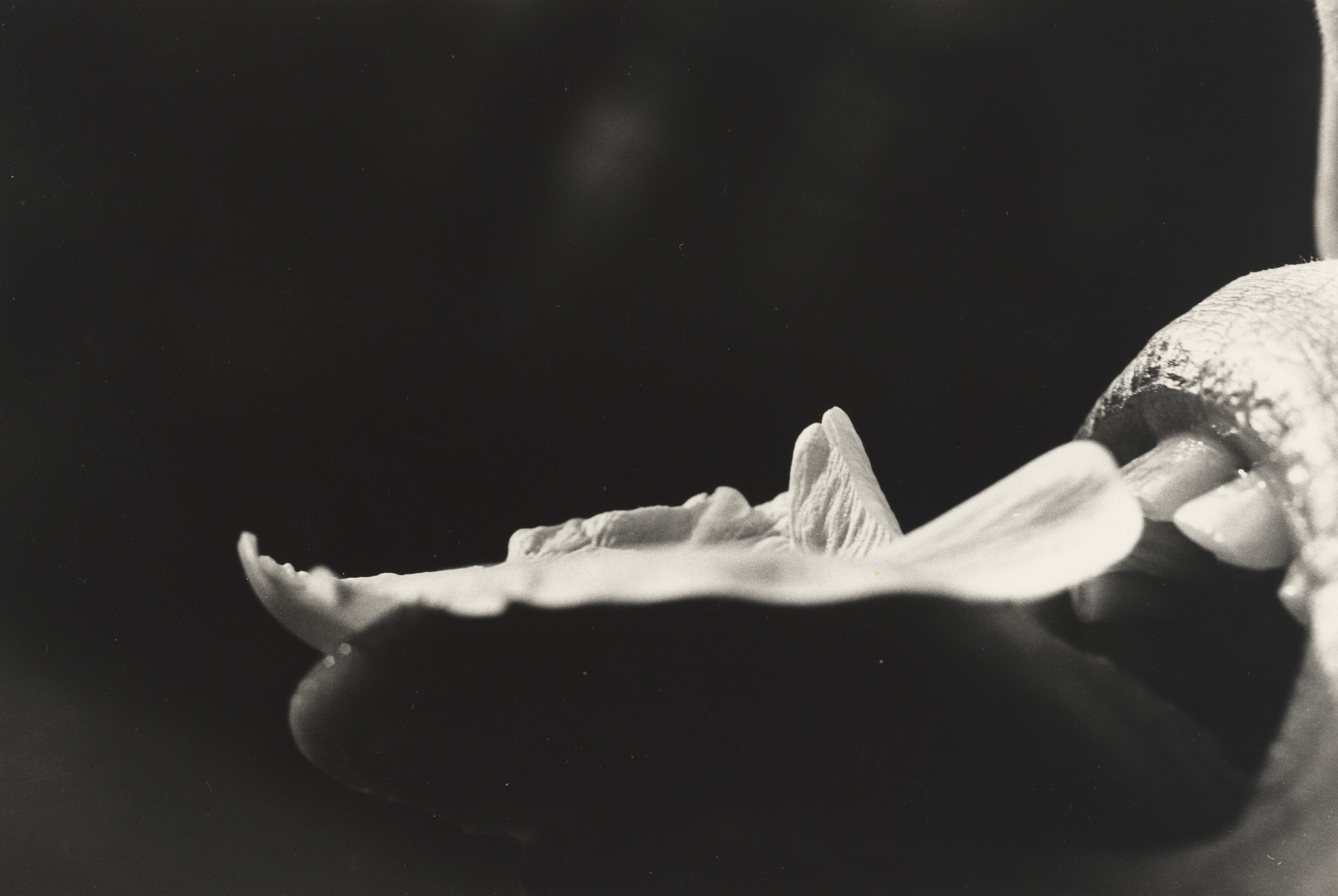 Rose Finn-Kelcey. Untitled from the series Restored to her Natural ...