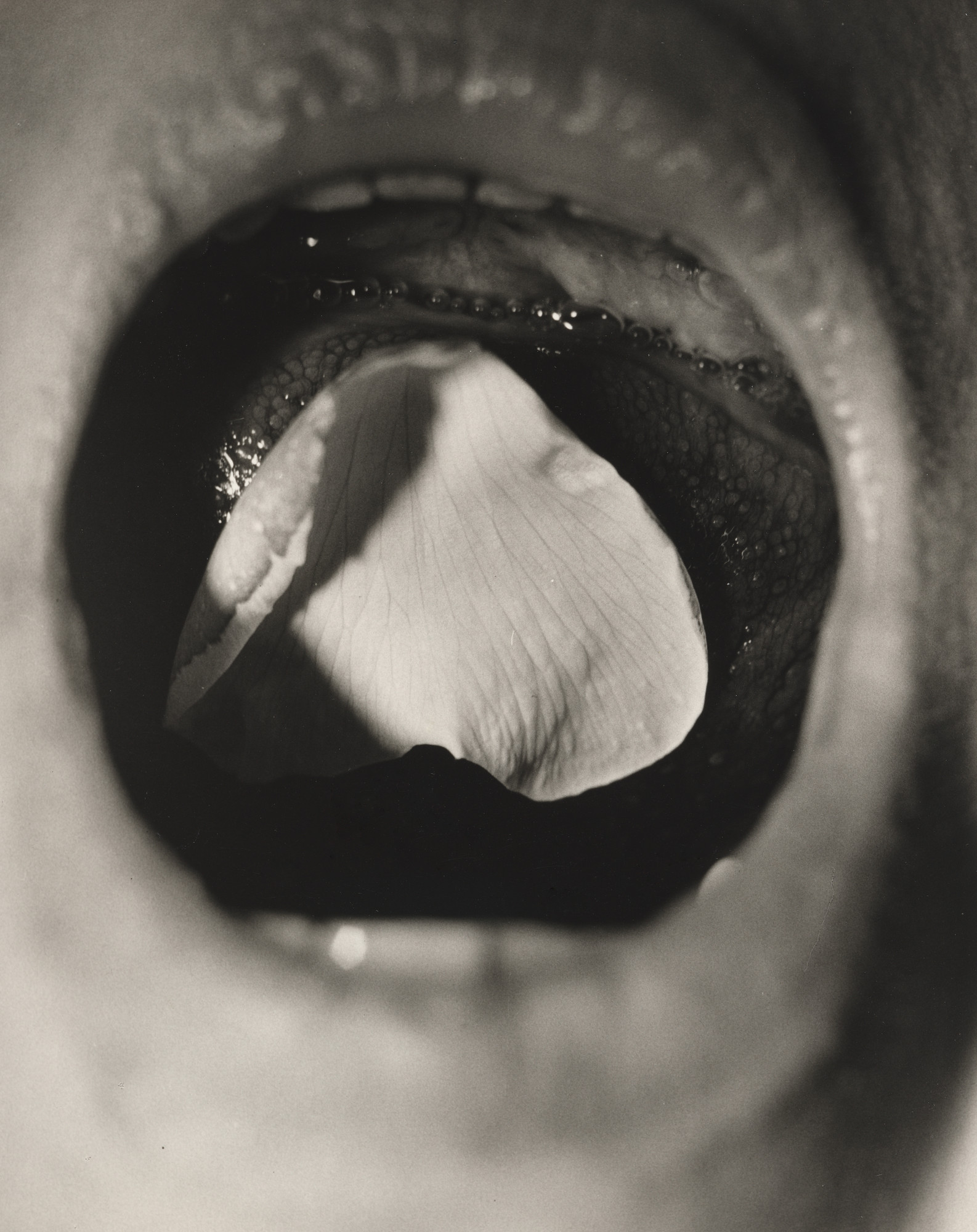 Rose Finn-Kelcey. Untitled from the series Restored to her Natural ...