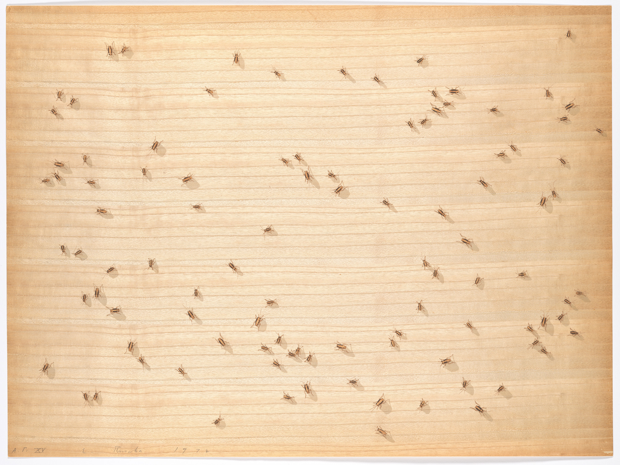 Edward Ruscha. Cockroaches from Insects. 1972 | MoMA