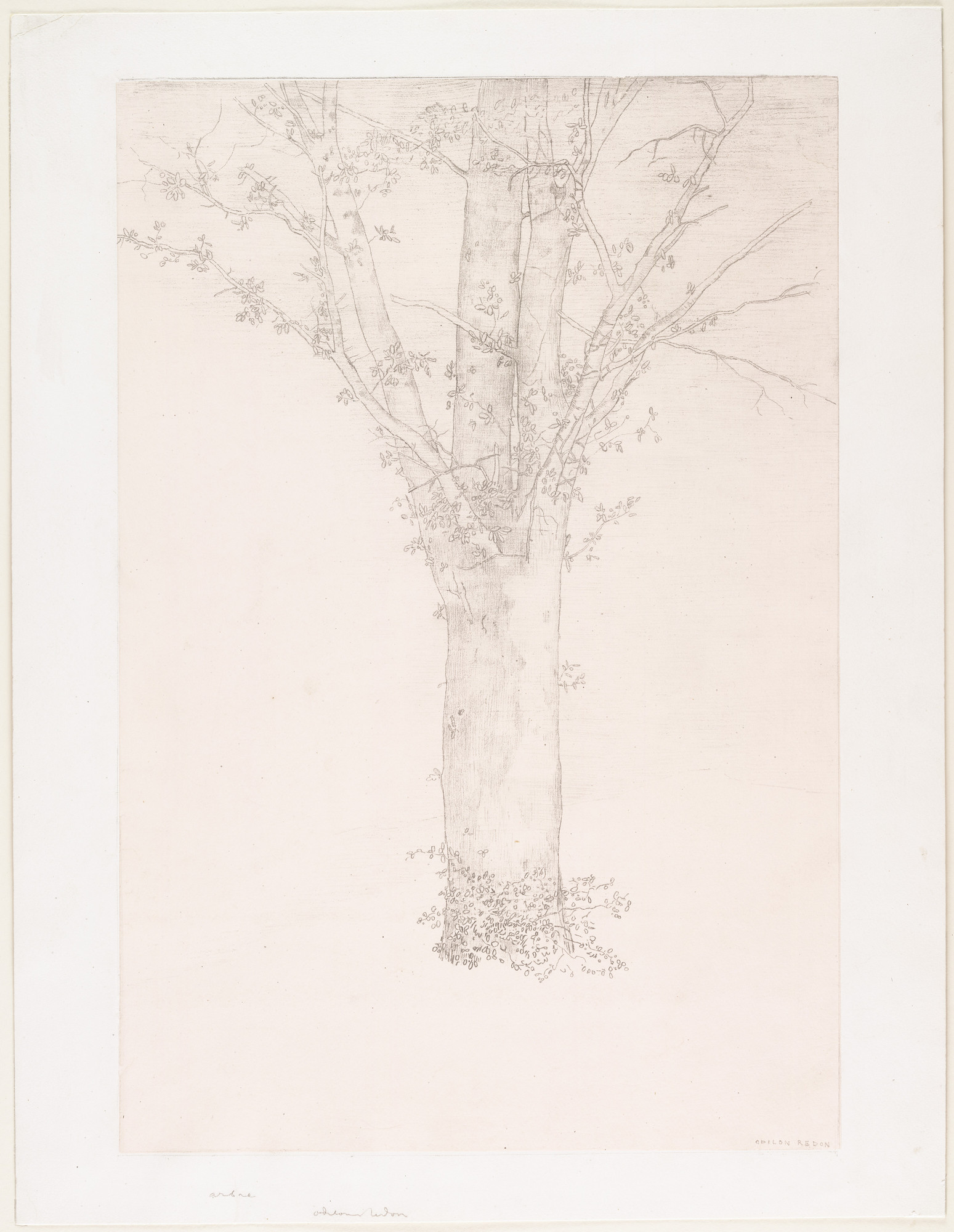 Odilon Redon. Tree (Arbre). 1892 | MoMA